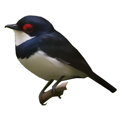 Birdpx — Share & Explore