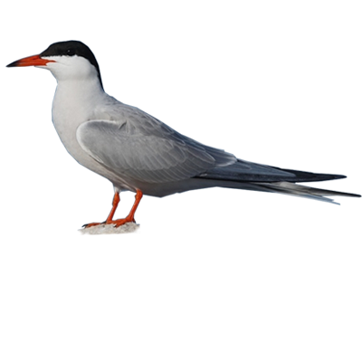 Birdpx — Share & Explore