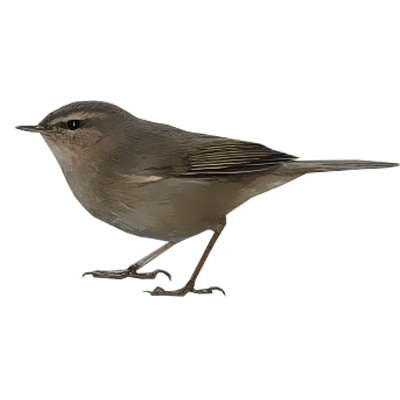 Smoky Warbler