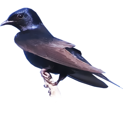 Birdpx — Share & Explore