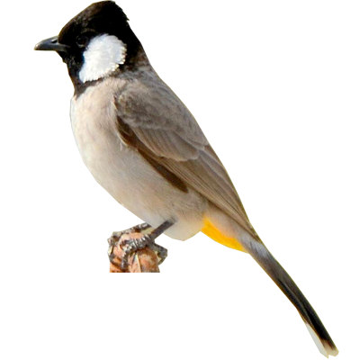 Birdpx — Share & Explore